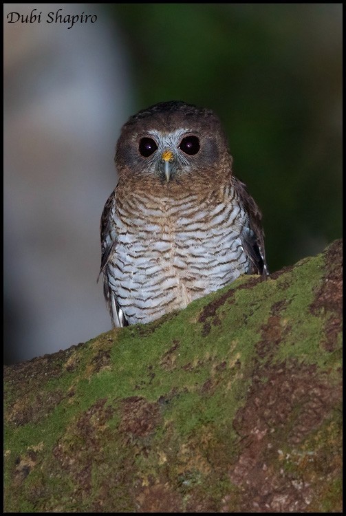 Ninox (Ninox) - Picture Bird