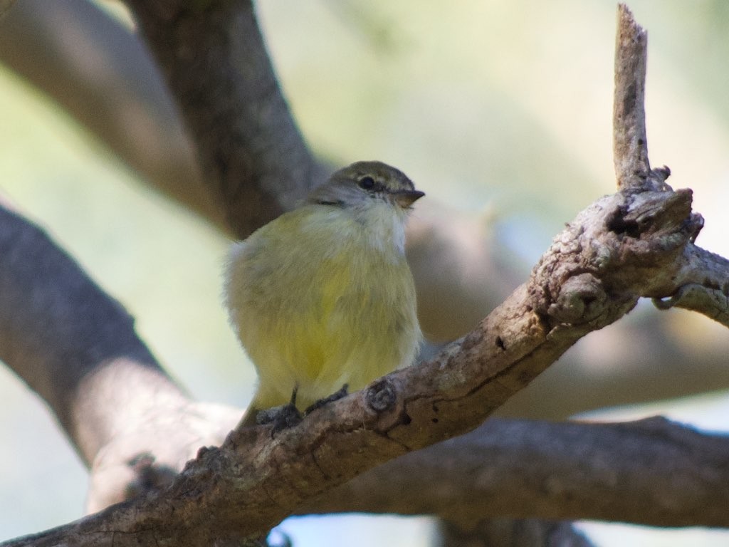 Petroica limón (Microeca flavigaster) - Picture Bird