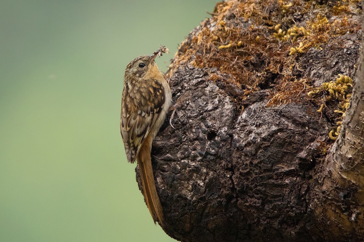 Hume's treecreeper (Certhia manipurensis) - Picture Bird