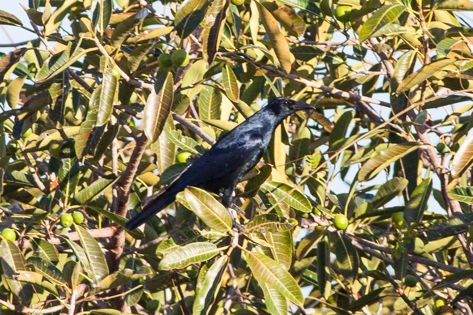 Cuervo sinaloense (Corvus sinaloae) - Picture Bird