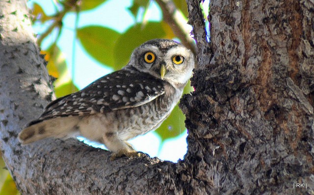 山斑點林鴞 (Strix occidentalis) - Picture Bird