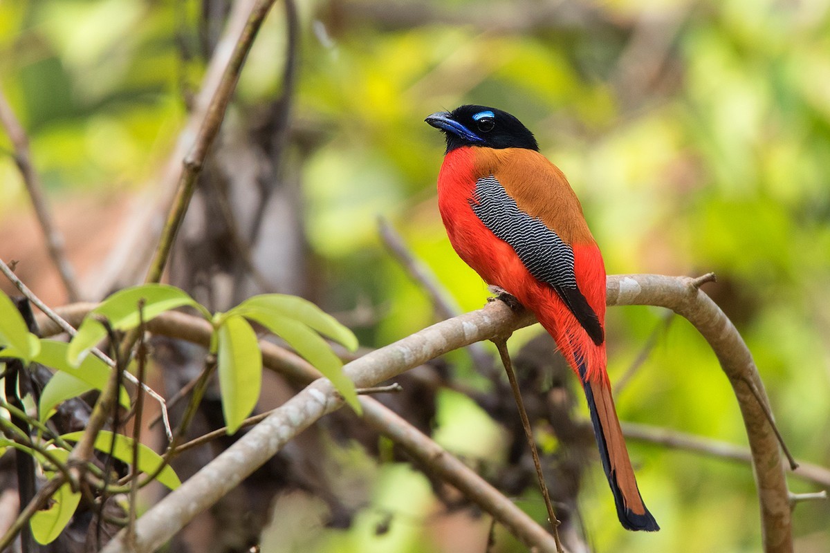 Trogón culirrojo (Harpactes duvaucelii) - Picture Bird