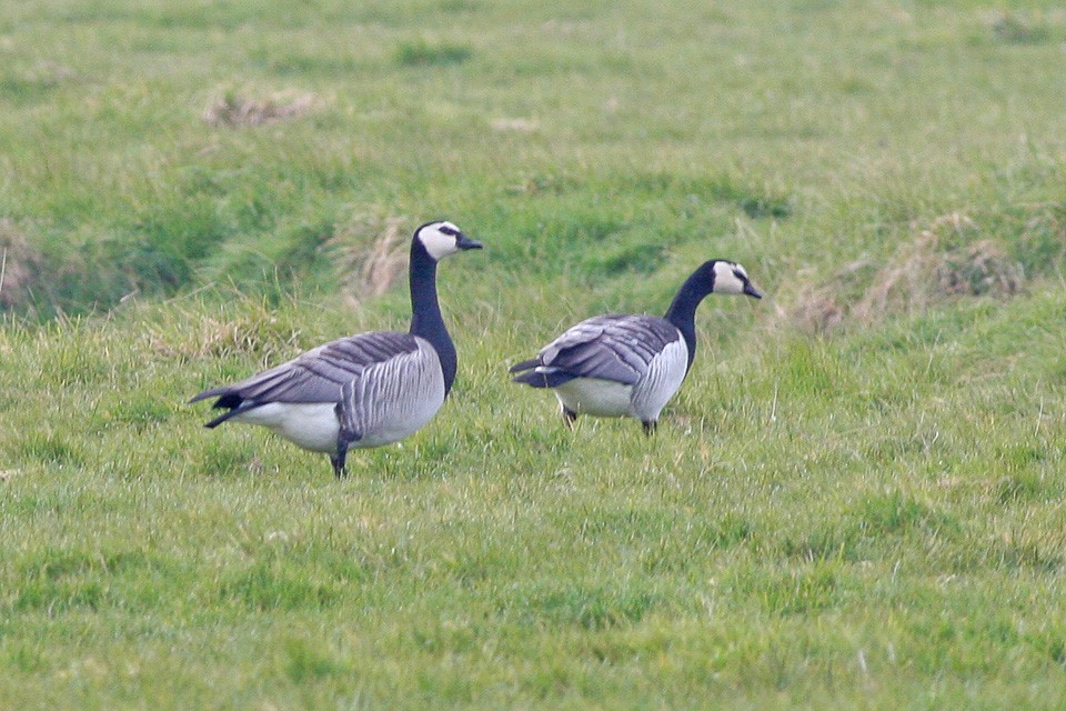 Barnacla cariblanca (Branta leucopsis) - Picture Bird
