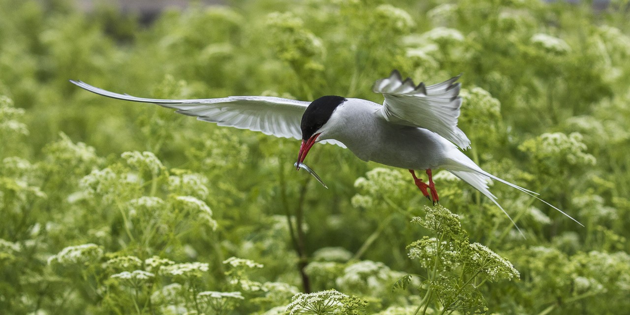 gaivina-do-ártico (Sterna paradisaea) - Picture Bird