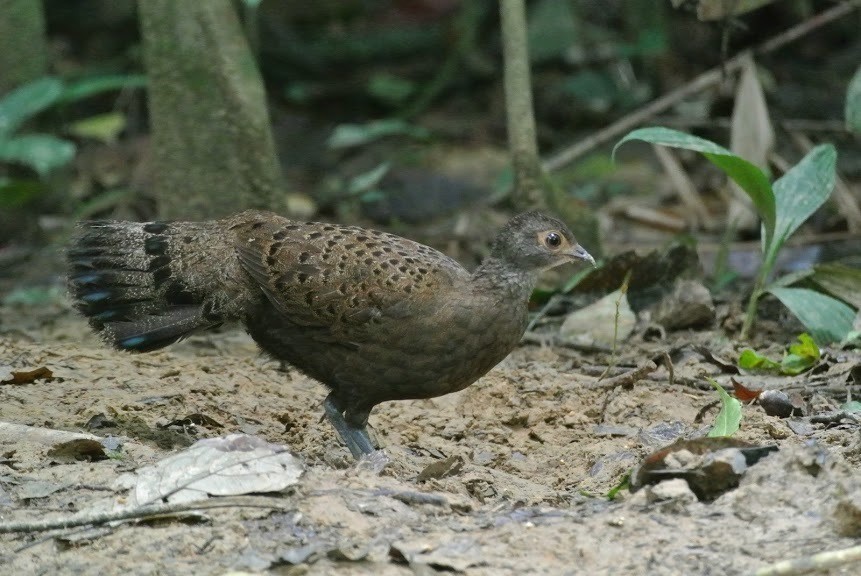 Espolonero malayo (Polyplectron malacense) - Picture Bird