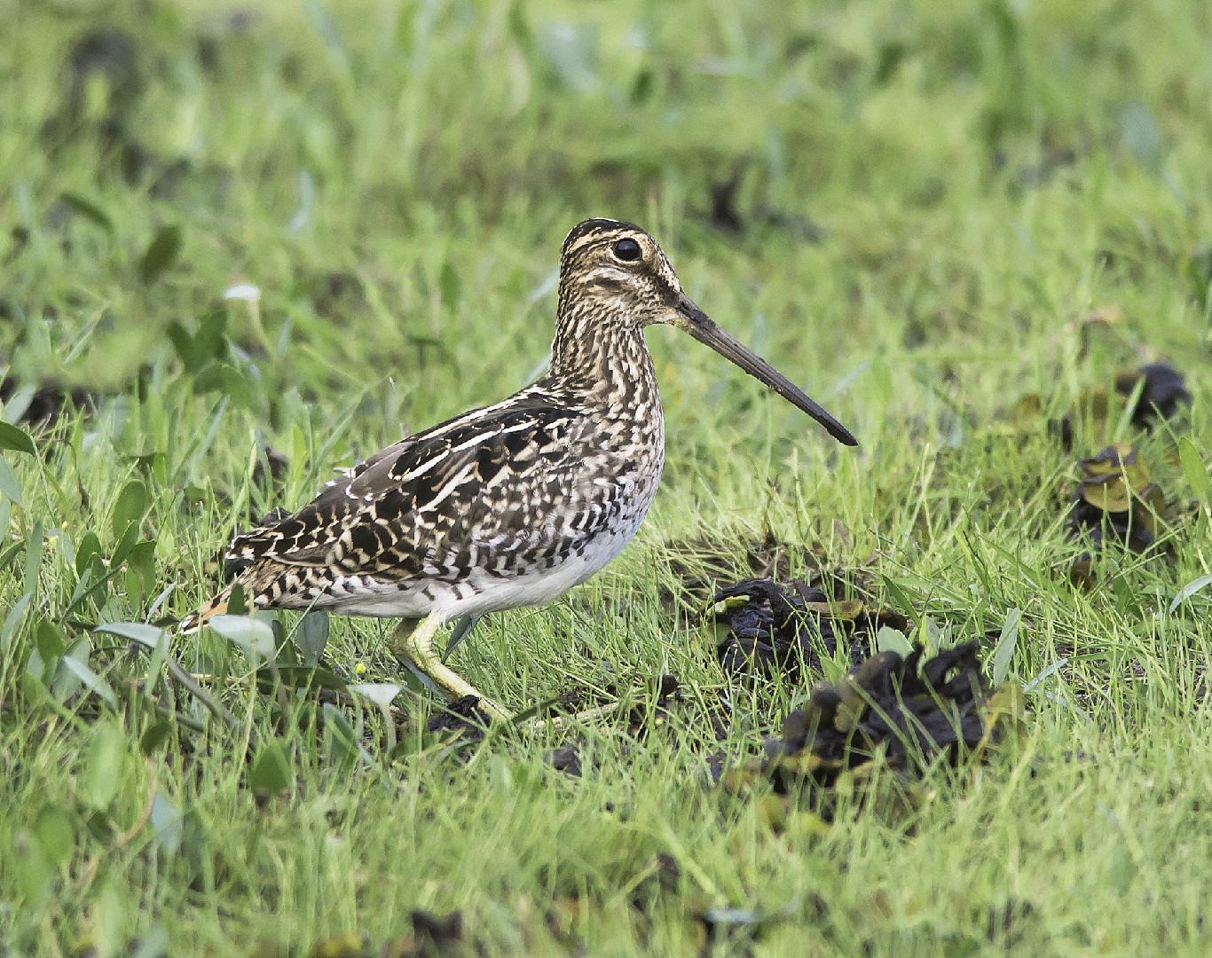 Gallinago (Gallinago) - Picture Bird