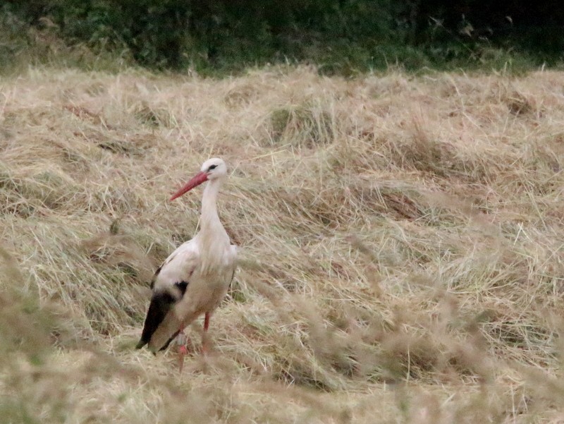 White stork (Ciconia ciconia) - Picture Bird