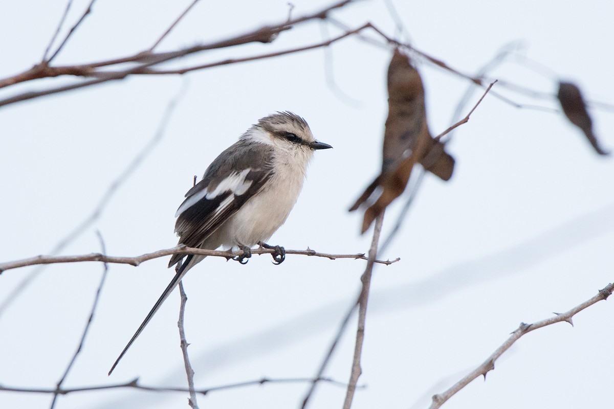 Minivet de Jerdon (Pericrocotus albifrons) - Picture Bird