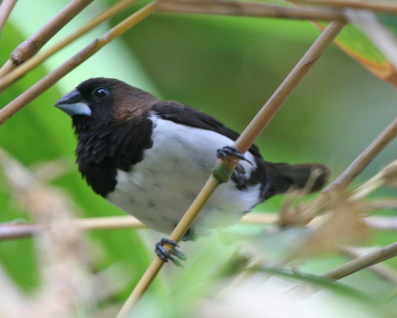 Capuchino de java (Lonchura leucogastroides) - Picture Bird