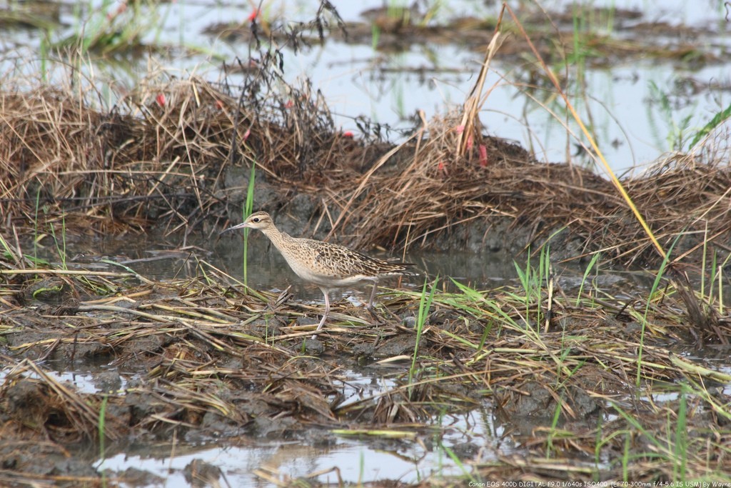 Little curlew (Numenius minutus) - Picture Bird