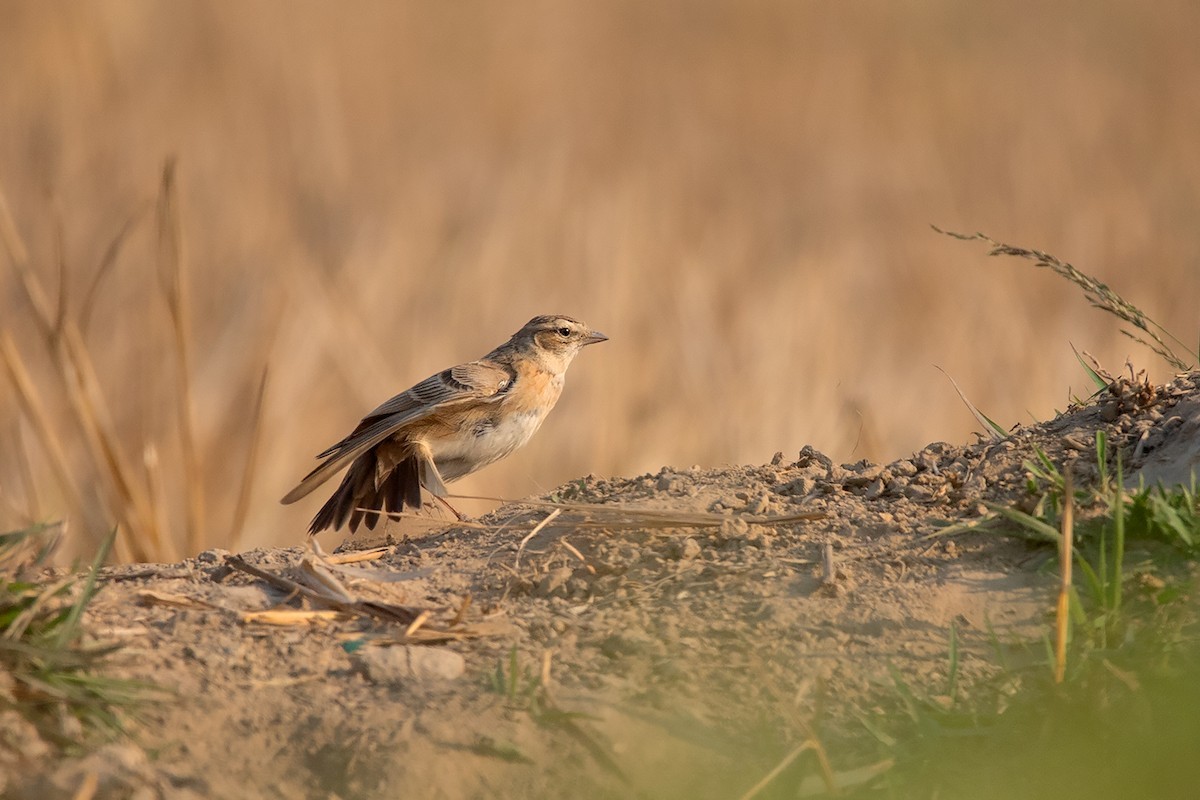 Calandrella (Calandrella) - Picture Bird