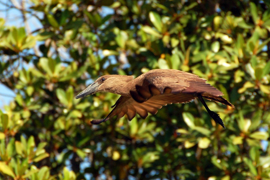 Hammerkopf (Scopus umbretta) - Picture Bird