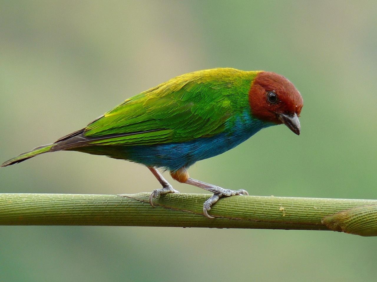 Tangara (Tangara) - Picture Bird