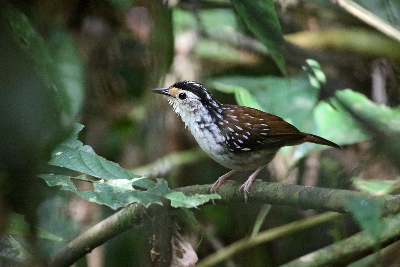 Ratina estriada (Kenopia striata) - Picture Bird