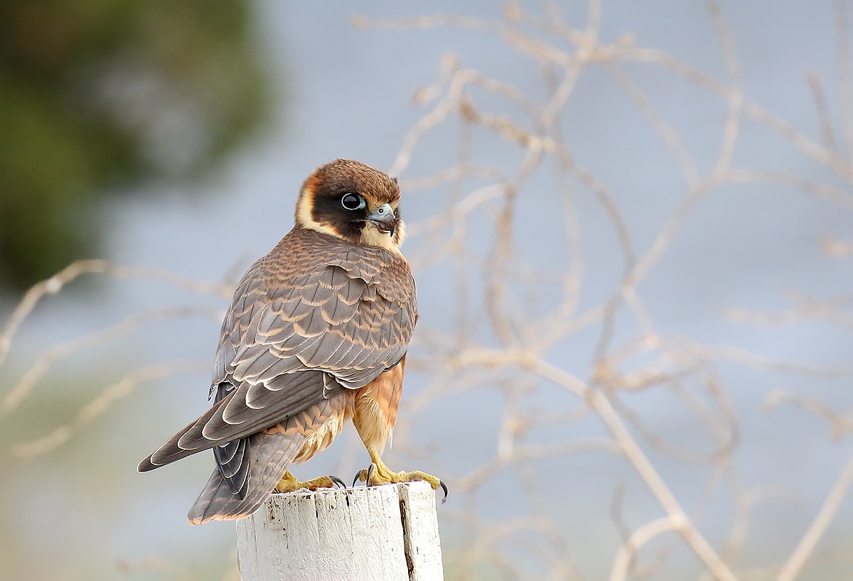 매속 (Falco) - Picture Bird