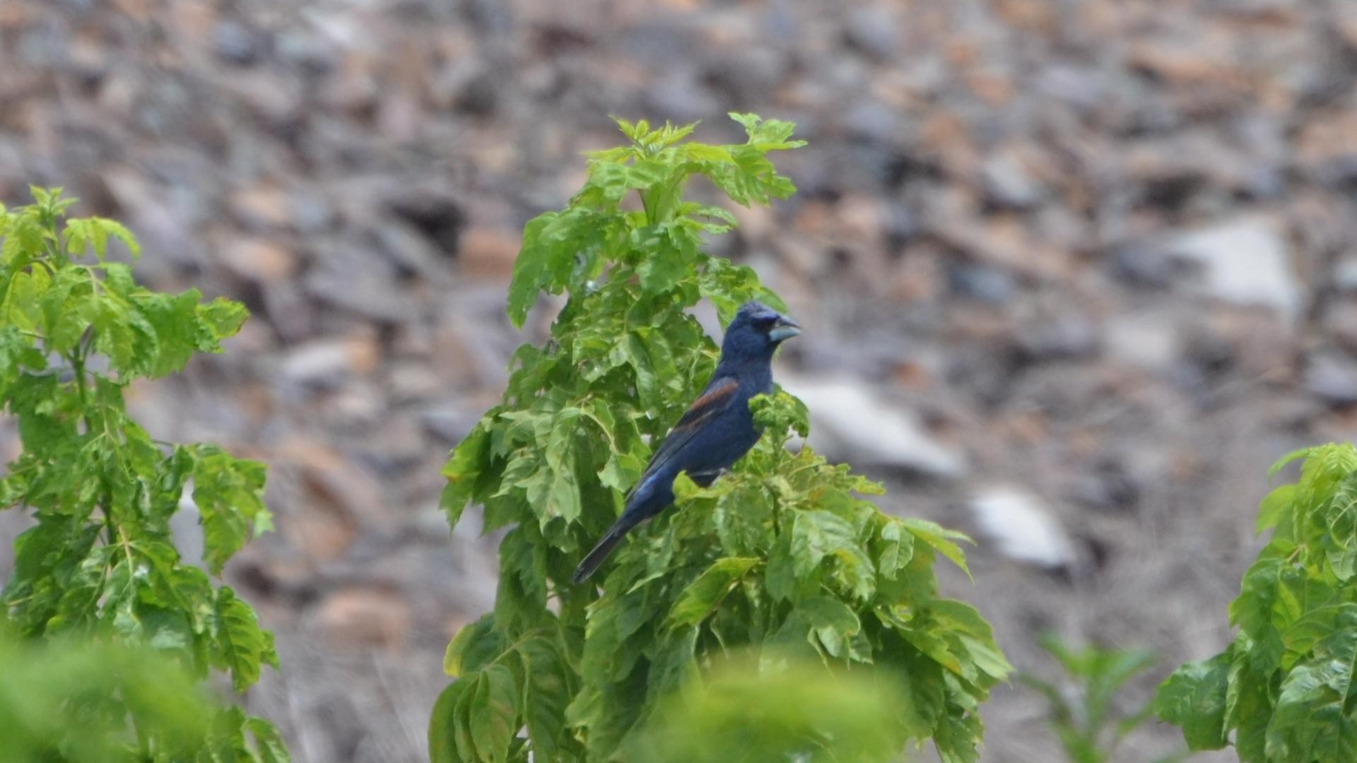 Blue grosbeak (Passerina caerulea) - Picture Bird
