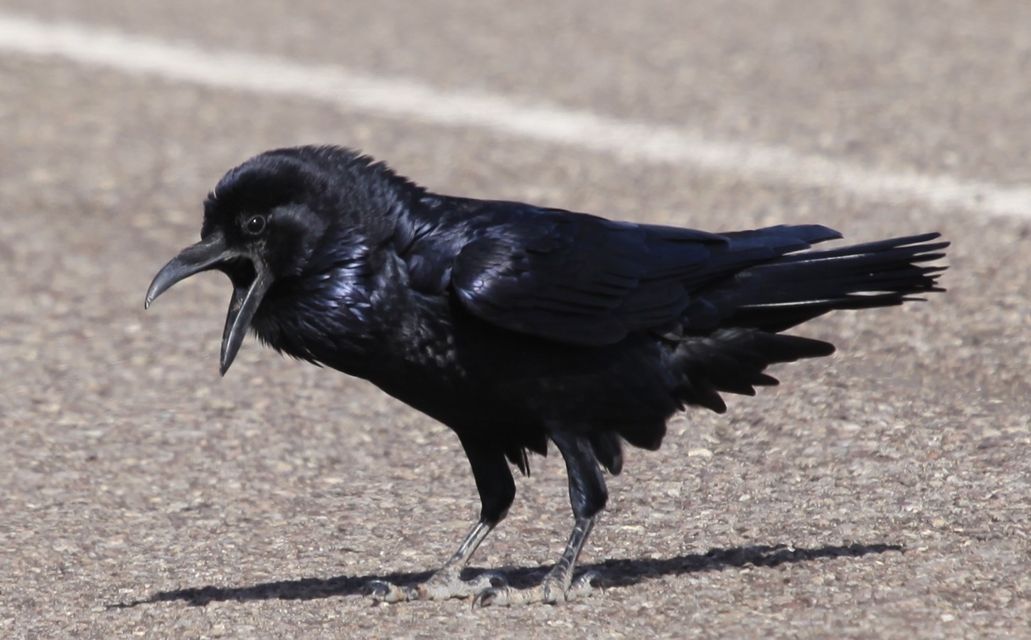 カラス属 (Corvus) - Picture Bird