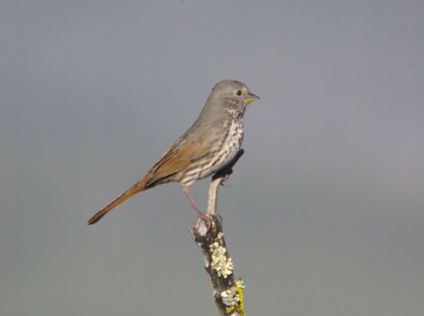 Chingolo picogrueso (Passerella megarhyncha) - Picture Bird