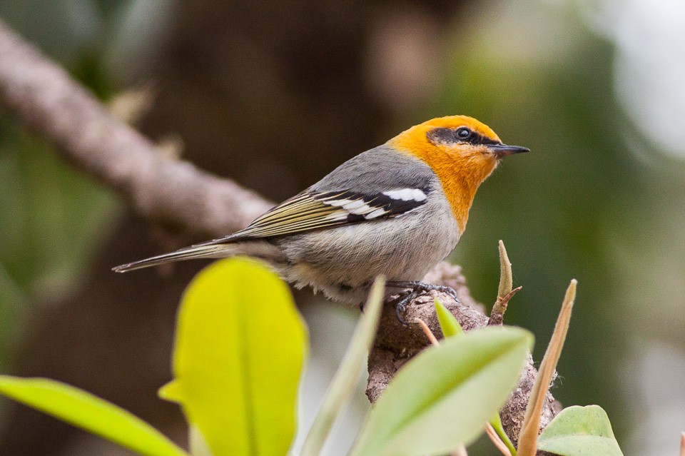 Ocotero (Peucedramus taeniatus) - Picture Bird