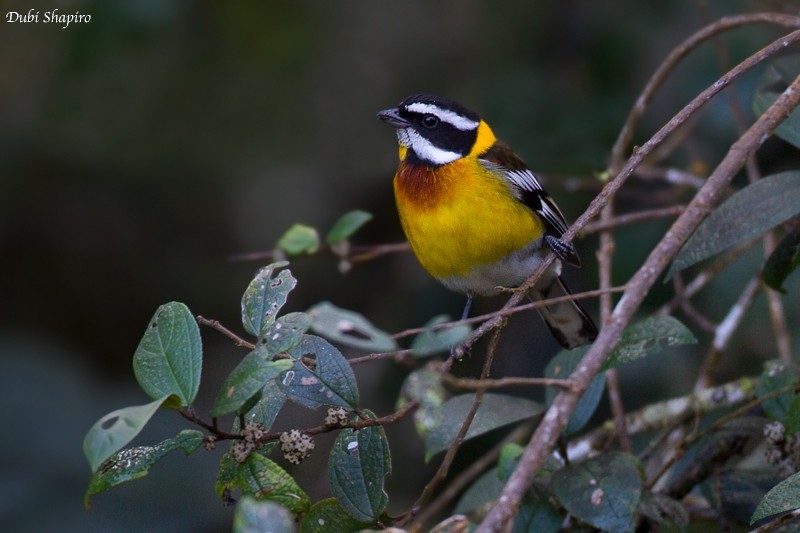 Cigua de la española (Spindalis dominicensis) - Picture Bird