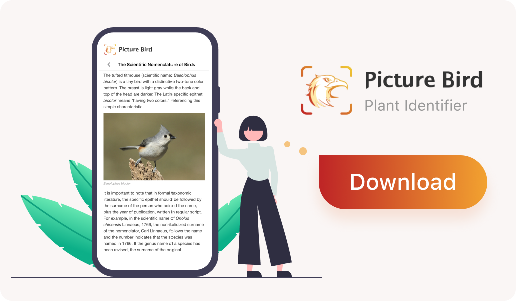 Forest bittern (Zonerodius heliosylus) - Picture Bird